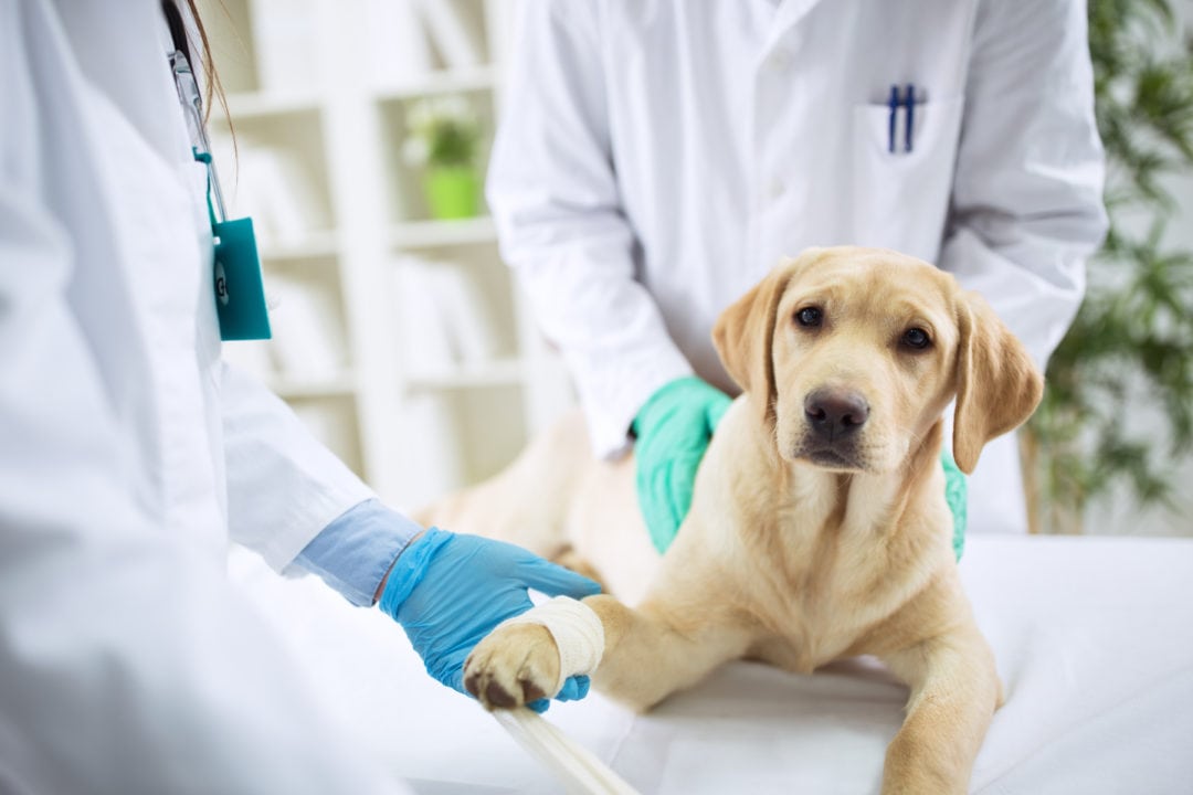 Veterinary Surgeon Treating Dog In Surgery - Franktown Animal Clinic